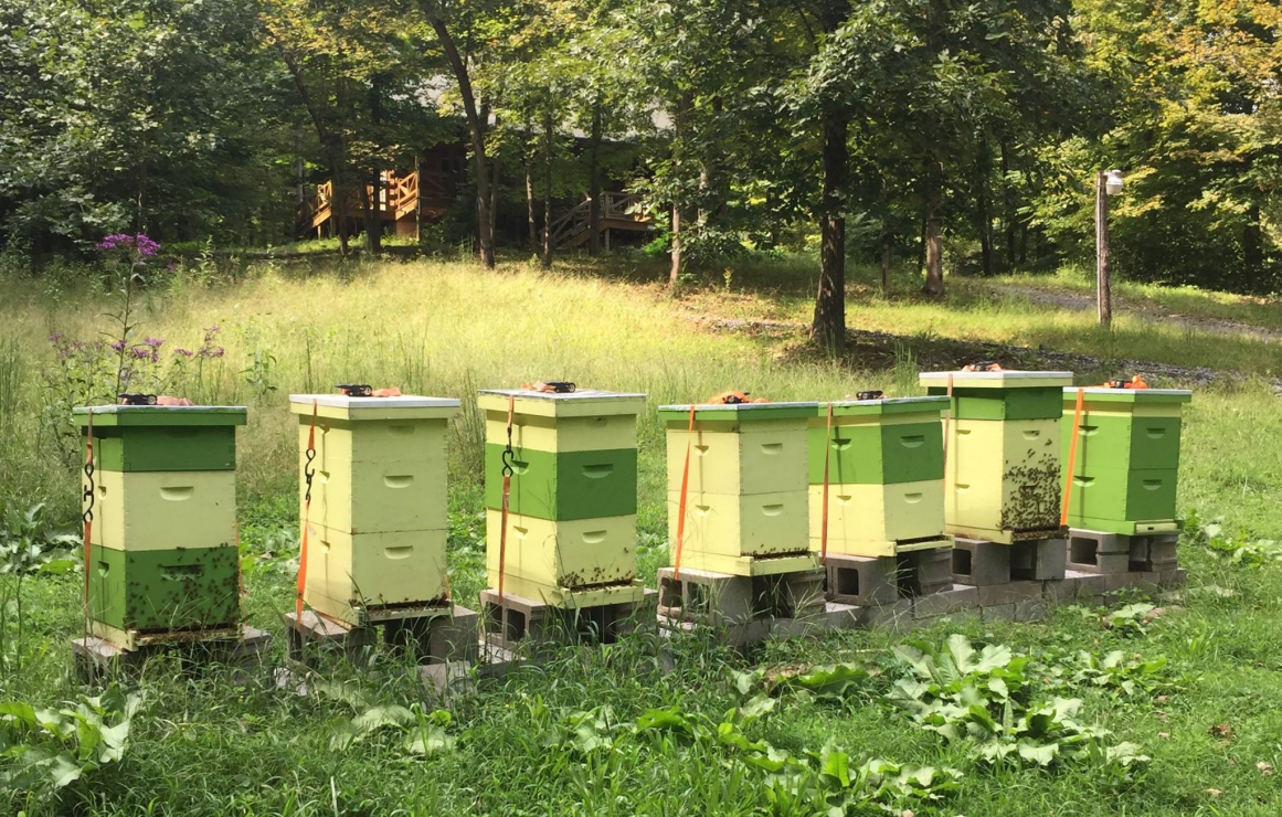 Allgood Honey and Things | Family owned bee keeping business.